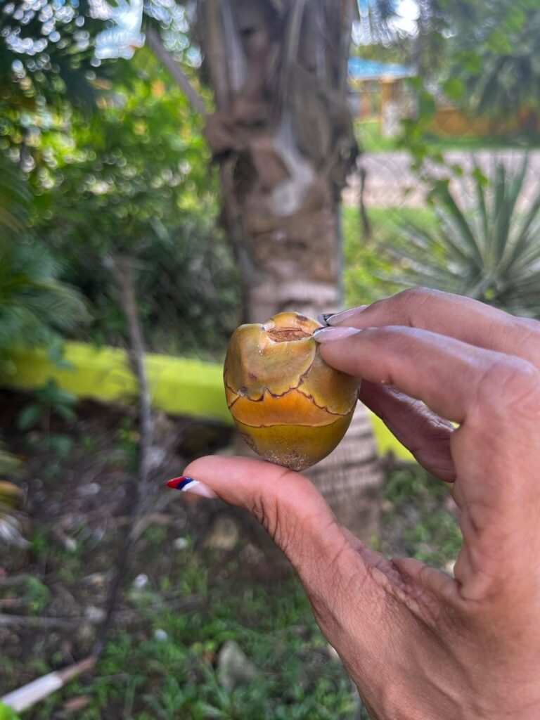 3 Characteristics Of Palm Trees - Pray Sweat Eat Repeat